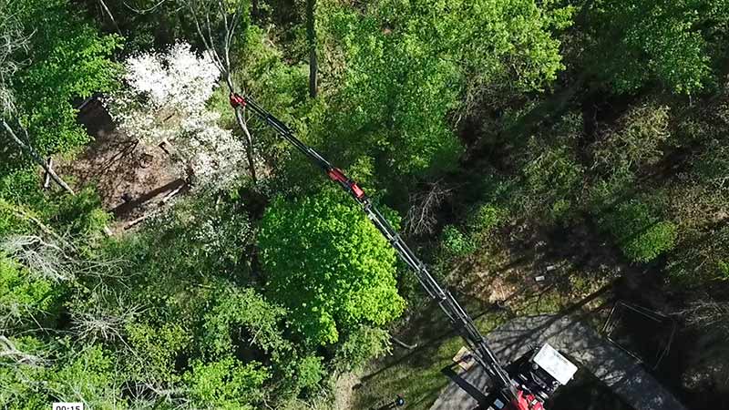 Delicate Ash Tree Removal – Bloomington Indiana | Bluestone Tree