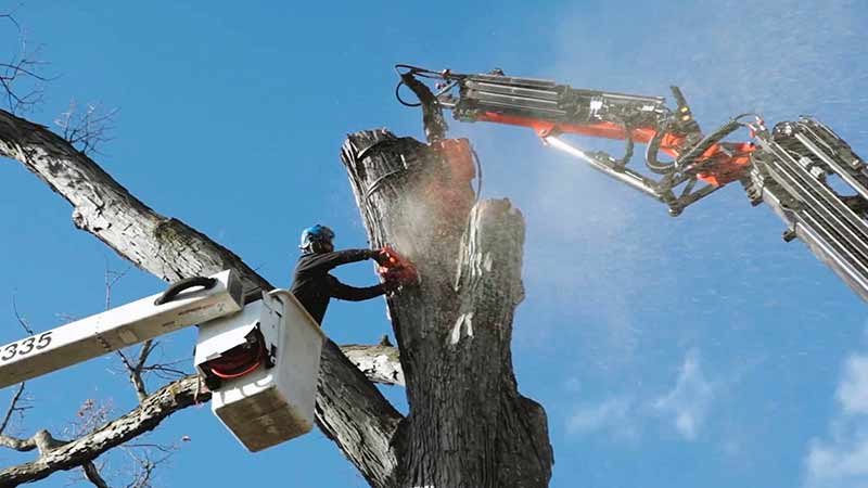 Large Oak Tree Removal | Bluestone Tree