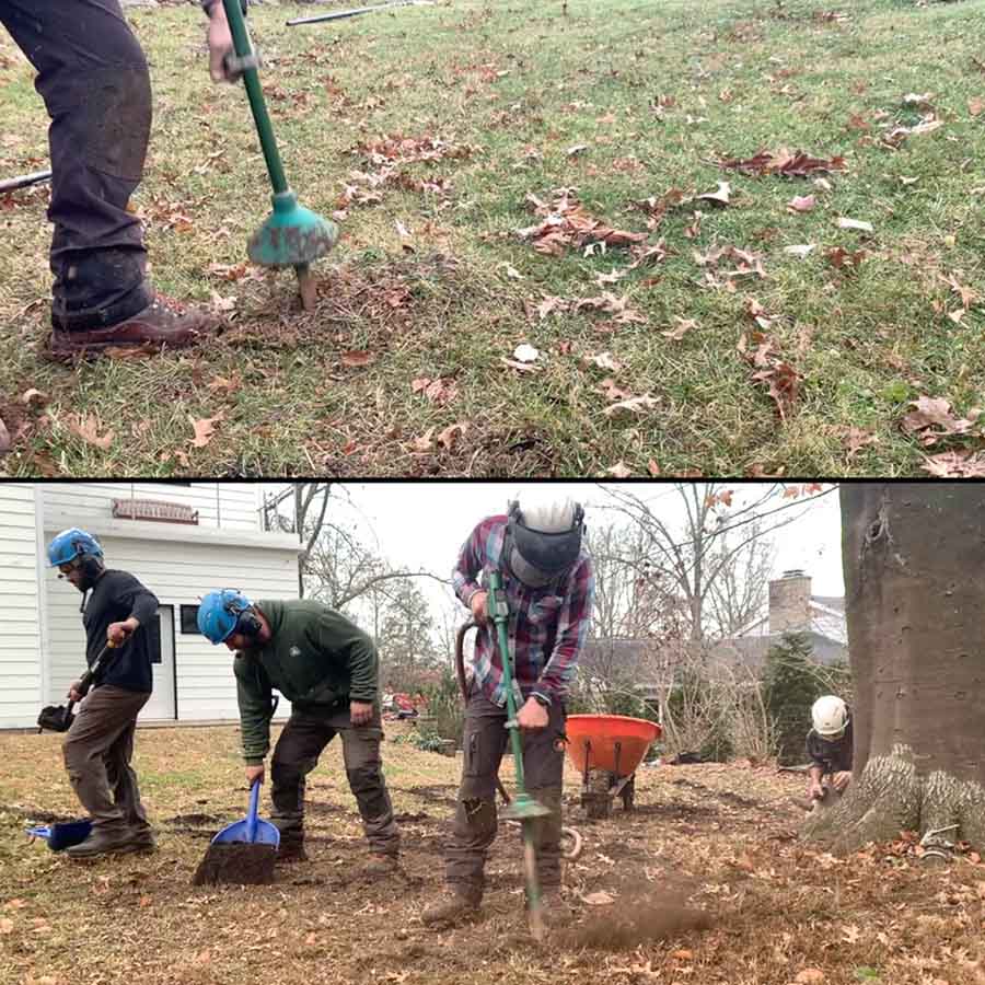 Aerating Compacted Soil Around a Tree | Bluestone Tree