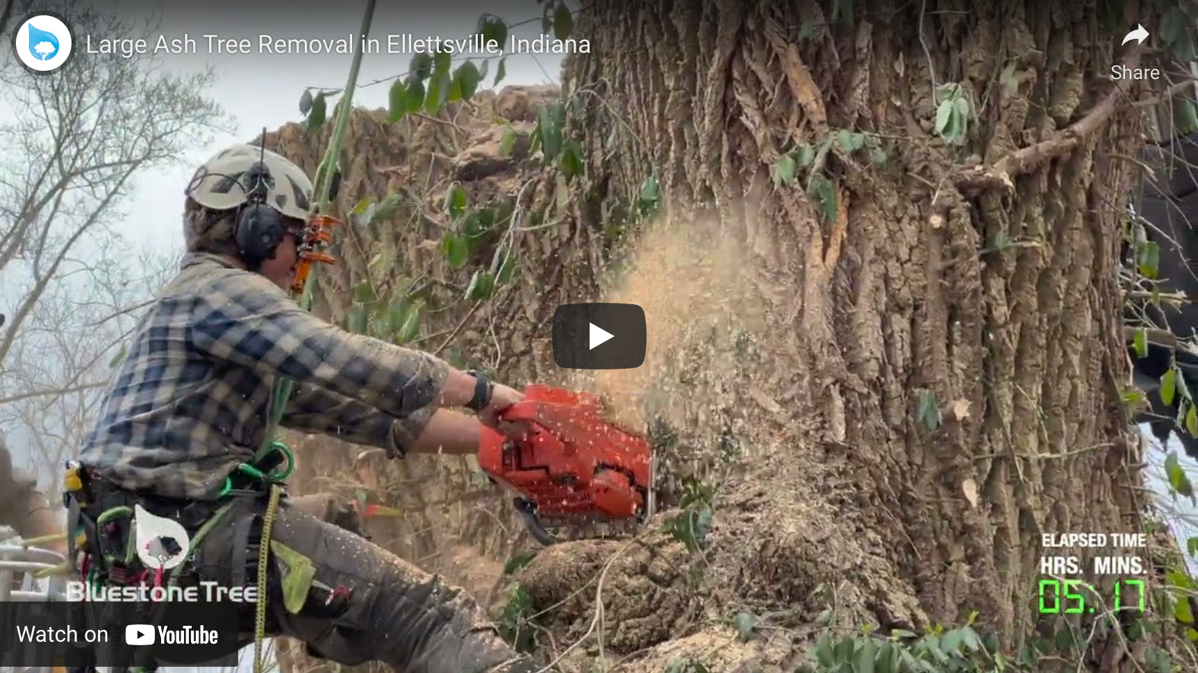 Sights & Sounds of a Modern Tree Removal Job | Bluestone Tree