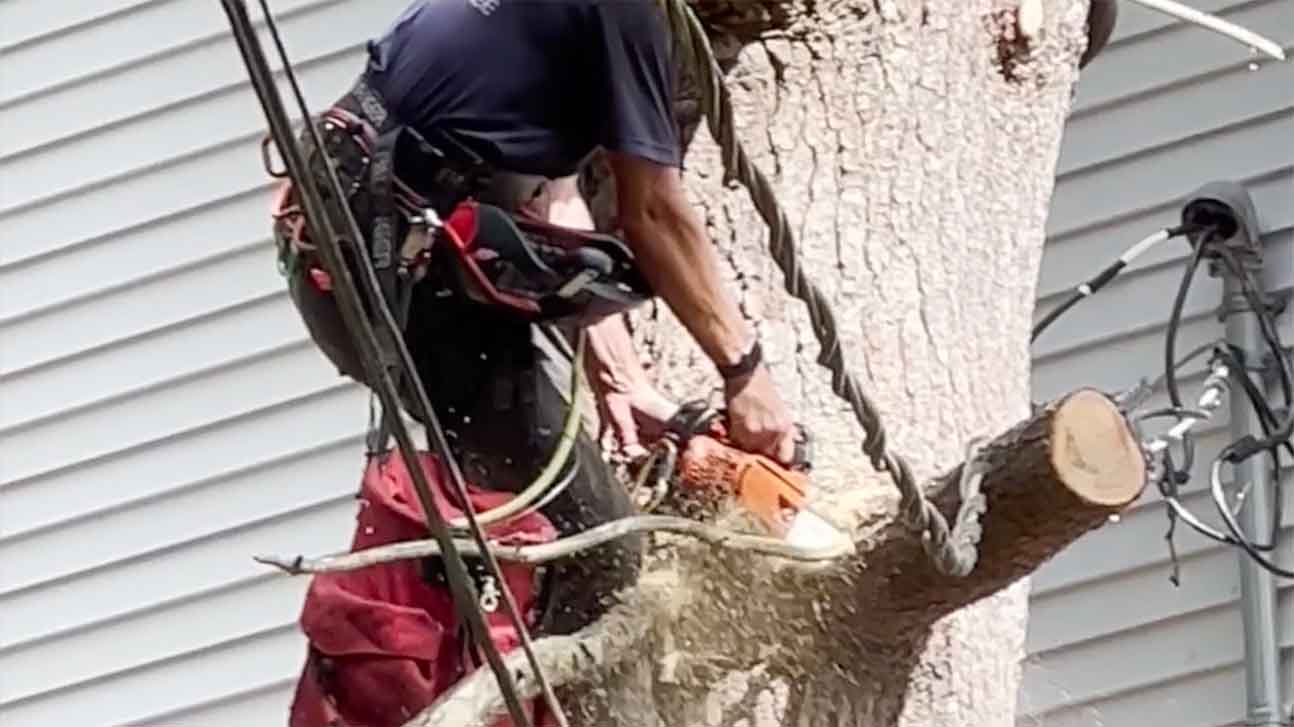 Tree Removal With Communication Lines Up Against The Trunk [VIDEO SHORT ...