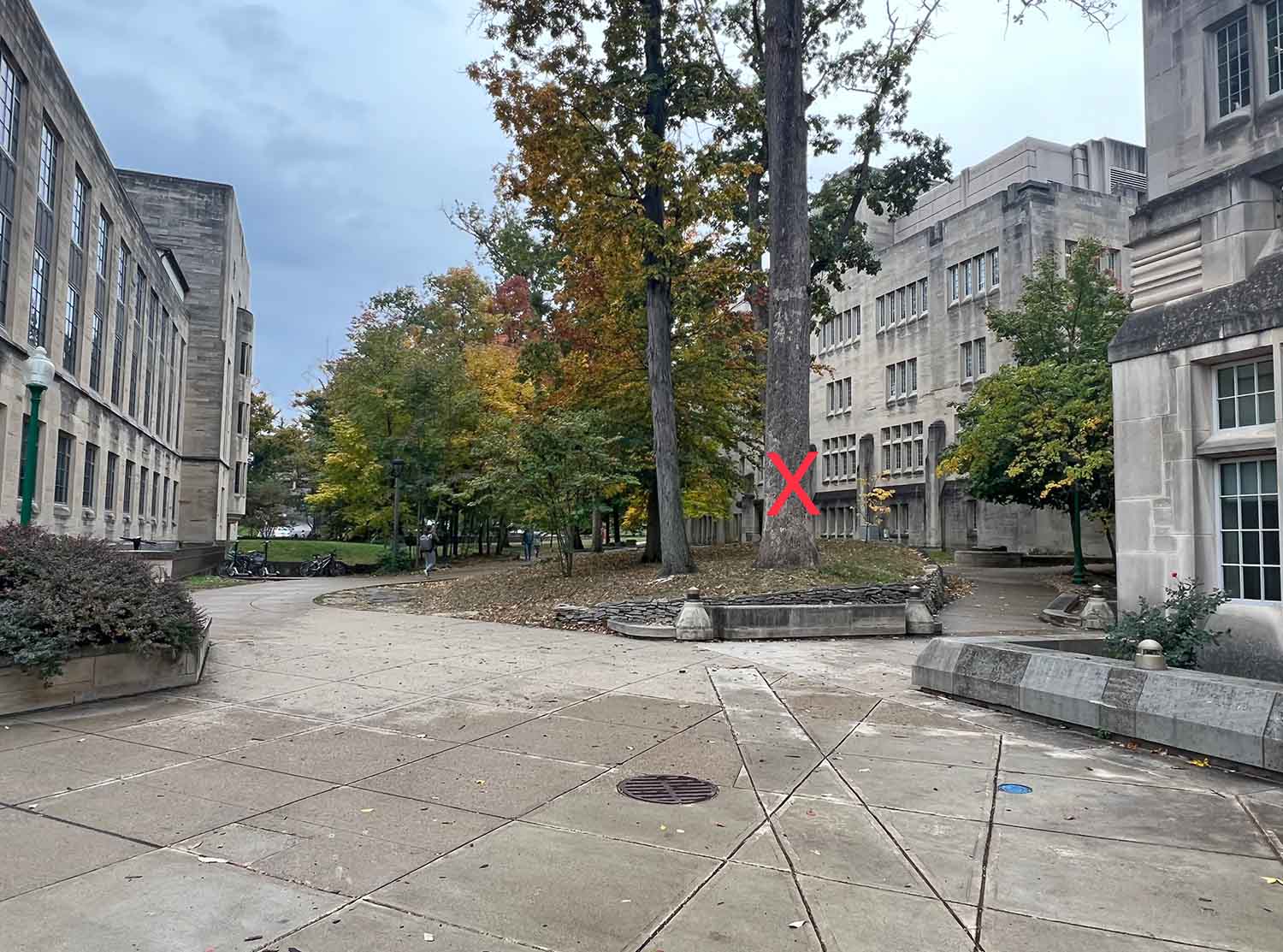 Dead Oak Tree Removal on University Campus