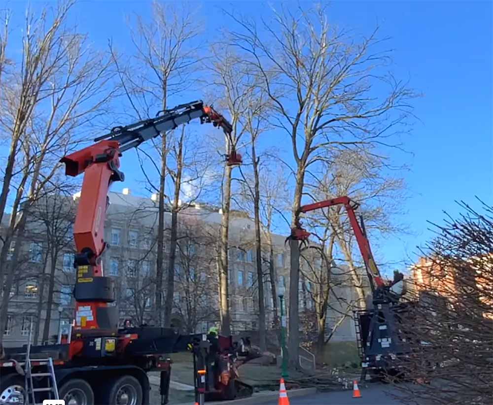 Timelapse Video of Tree Removal in Bloomington, IN