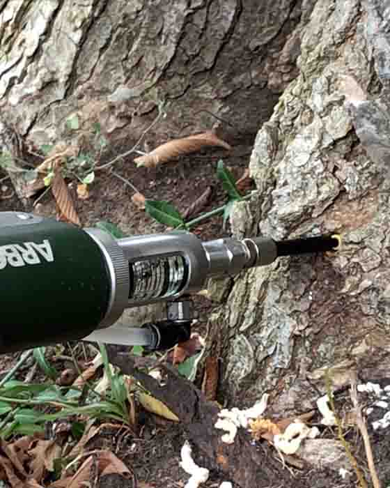 Trunk Injection for Disease Prevention [VIDEO] | Bluestone Tree