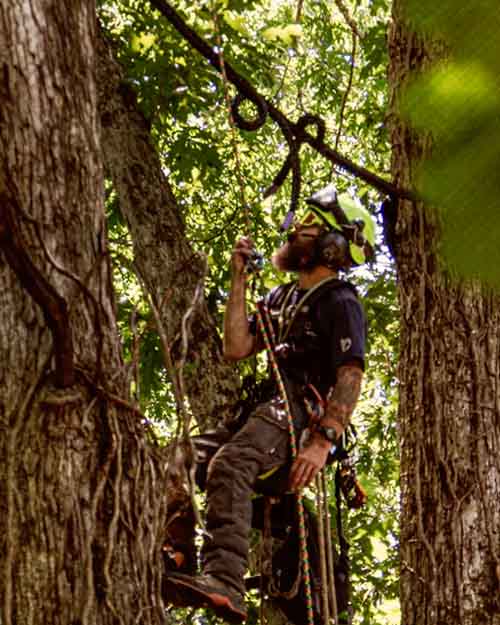 Bracing a Double Trunk Tree [VIDEO SHORT] | Bluestone Tree